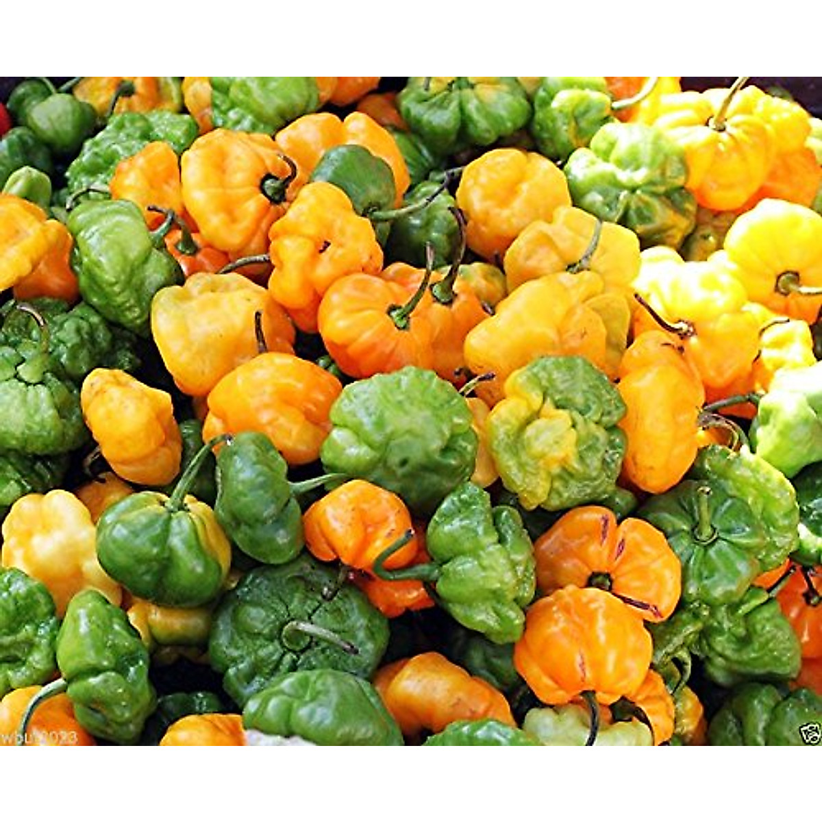 30+ Scotch Bonnet Jamaican Hot Yellow Pepper Seeds Heirloom Non-GMO Ship from USA