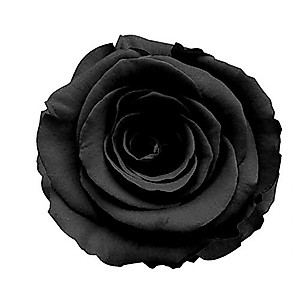 20+ Rare Black Rose Seeds Beautiful Flower Seeds Home Garden Bonsai