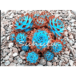 200 Pcs Sale!Hens And Chicks Succulent Mix Seeds (Sempervivum Hybridum) Bonsai Plant Flower Seeds For Home Garden 16