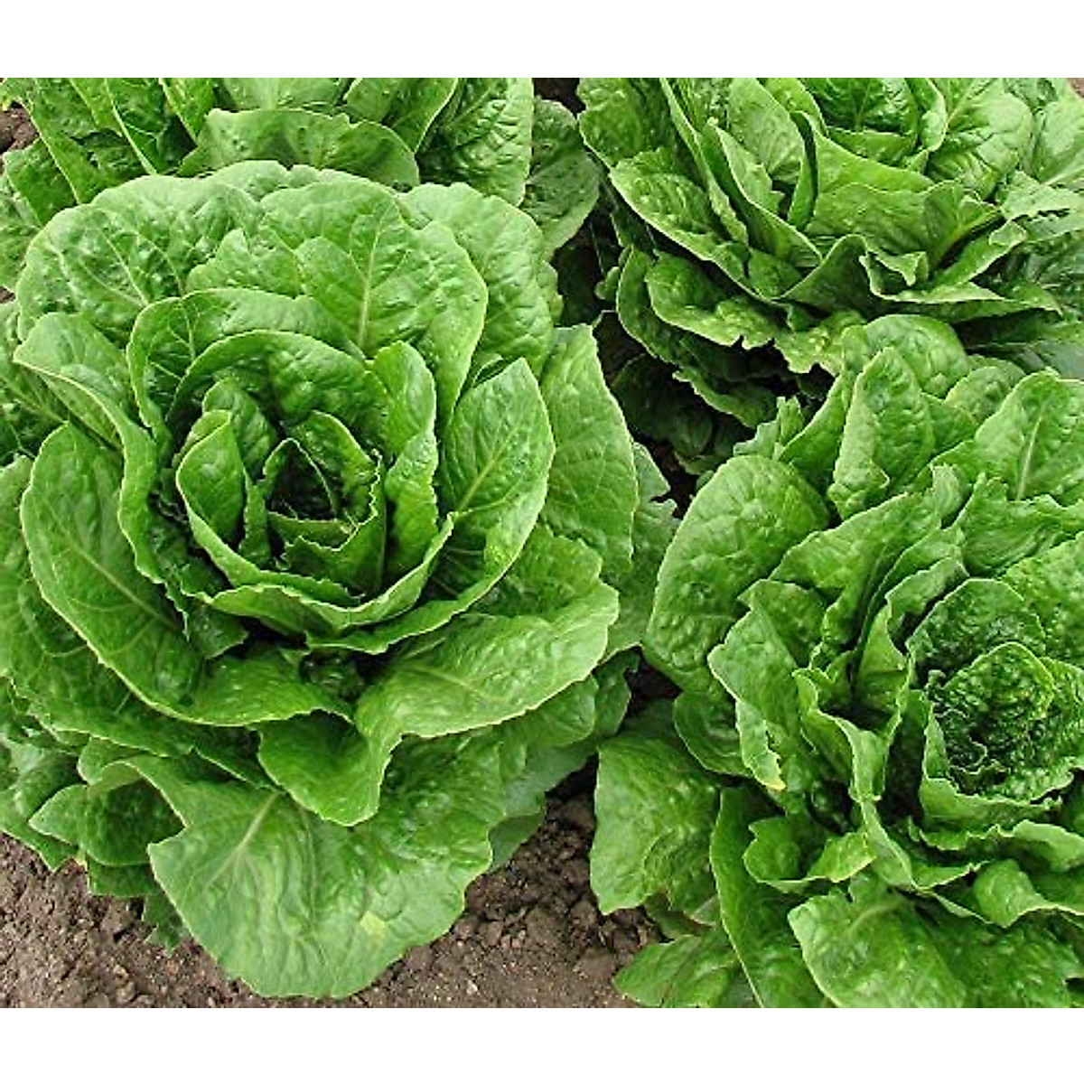 3000 Parris Island Cos Romaine Lettuce Seeds - 4+ Grams - Heirloom Non-GMO USA Grown Premium Vegetable Seeds for Planting - by RDR Seeds