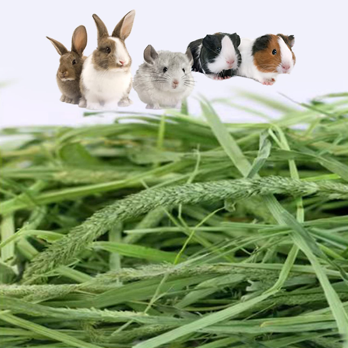 Ohcool Timothy Hay 2.2LBS - Premium Hay for Rabbits Tortoise Guinea Pig Chinchilla - Dust Free Natural Fresh Hay (1.1 lbs, 2 Pack)