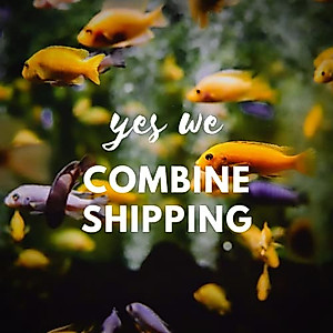 Blue Mystery Snail - 4 Pack Live Freshwater Aquarium Snail