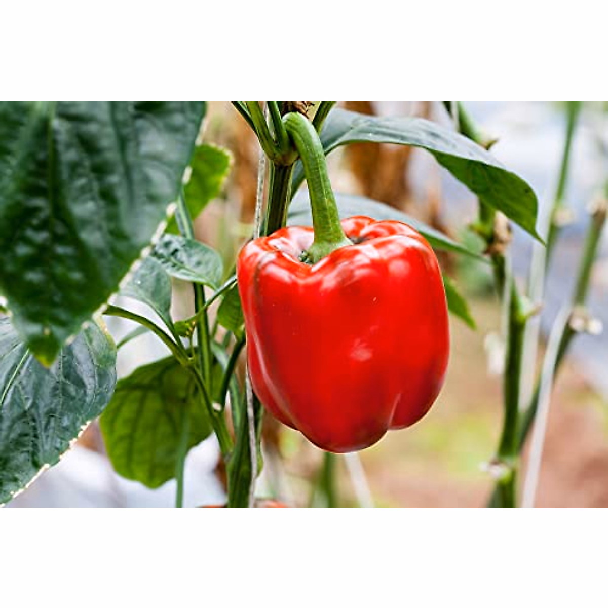 Yolo Wonder L Red Sweet Bell Pepper Seeds for Planting, 100+ Heirloom Seeds Per Packet, (Isla's Garden Seeds), Non GMO Seeds, Botanical Name: Capsicum annuum, Great Home Garden Gift