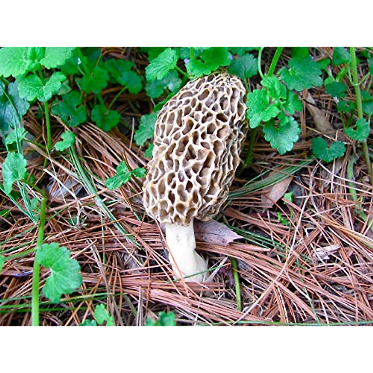 Large Kit Morel Mushroom Spores in Sawdust Seed Spore kit from WV 25 Gallon kit