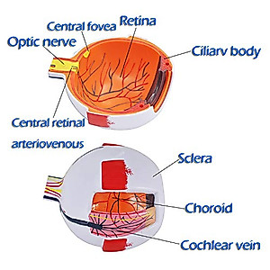 Eye Anatomy Model, 6X Enlarged Eyeball Model, Human Eye Anatomical Model for Science Education Students Study Display Medical Teaching, with Removable Stand