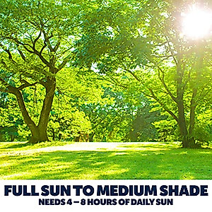 Pennington Lawn Booster Sun & Shade Mix Grass Seed & Fertilizer 9.6 lb