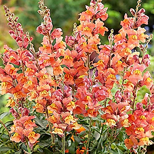 Outsidepride Antirrhinum Majus Snapdragon Orange Wonder Garden Cut Flower - 5000 Seeds