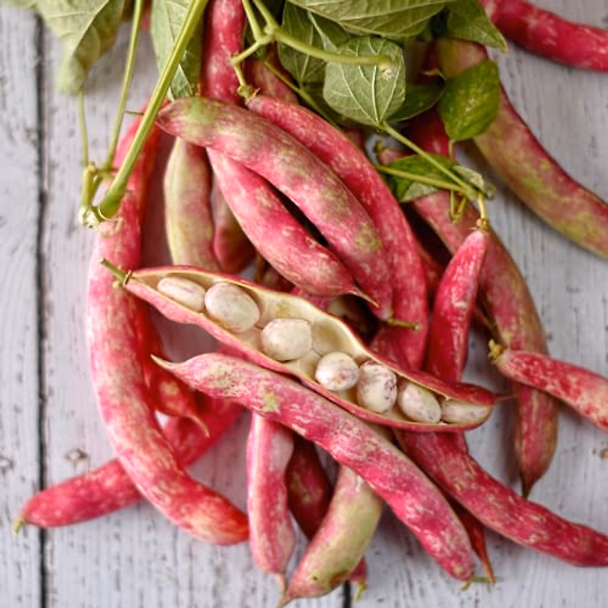 French Horticulture Bean Seeds for Planting, 50+ Heirloom Seeds Per Packet, (Isla's Garden Seeds), Non GMO Seeds, aka. Borlotti Bean, Botanical Name: Phaseolus vulgaris, Great Home Garden Gift