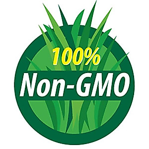 Orach Seeds (French Spinach) - Red Fire - 1 g Packet ~250 Seeds - Atriplex hortensis - Farm & Garden Vegetable Seeds - Non-GMO, Heirloom, Open Pollinated, Annual