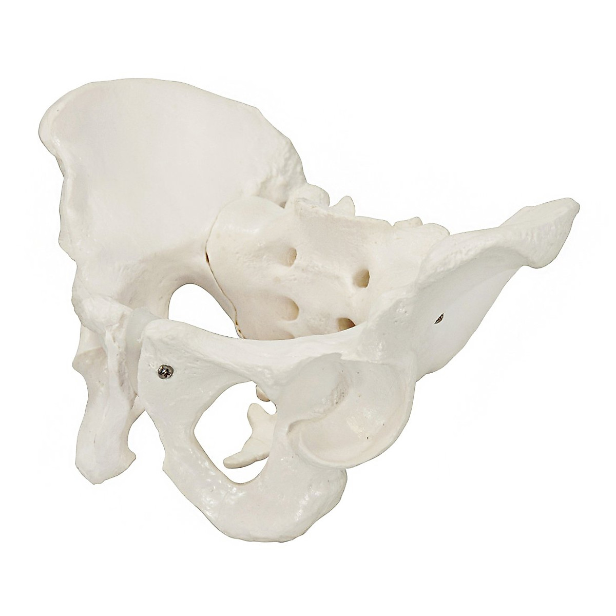 Axis Scientific Male Pelvis Model, Life Size Pelvic Human Anatomy Features Hip, Sacrum, and Coccyx, Includes Detailed Manual