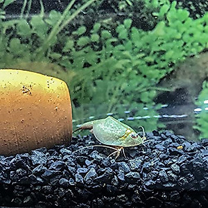 Greenwaterfarm Triops Longicaudatus Eggs for Hatching and Culture Suitable to be Pet and Science Project (Pure 200 Eggs)