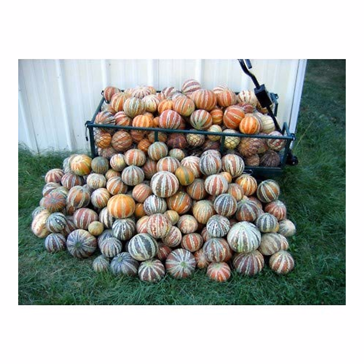 10 Rare Kajari Melon Seeds - Bright Striped Melon, Compact Vines - 60-70 Days Till Ripe - Grows in Shade