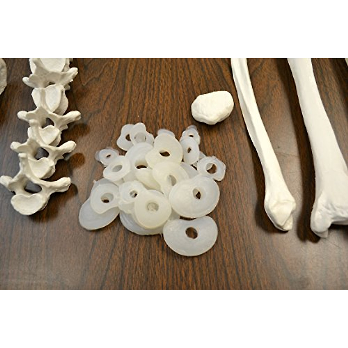 Disarticulated Human Skeleton Model for Anatomy, Life Size 62" High - Medical Quality, 200+ Skeletal Bones - 3 Part Skull with Movable Jaw, Articulated Hand & Foot - hBARSCI