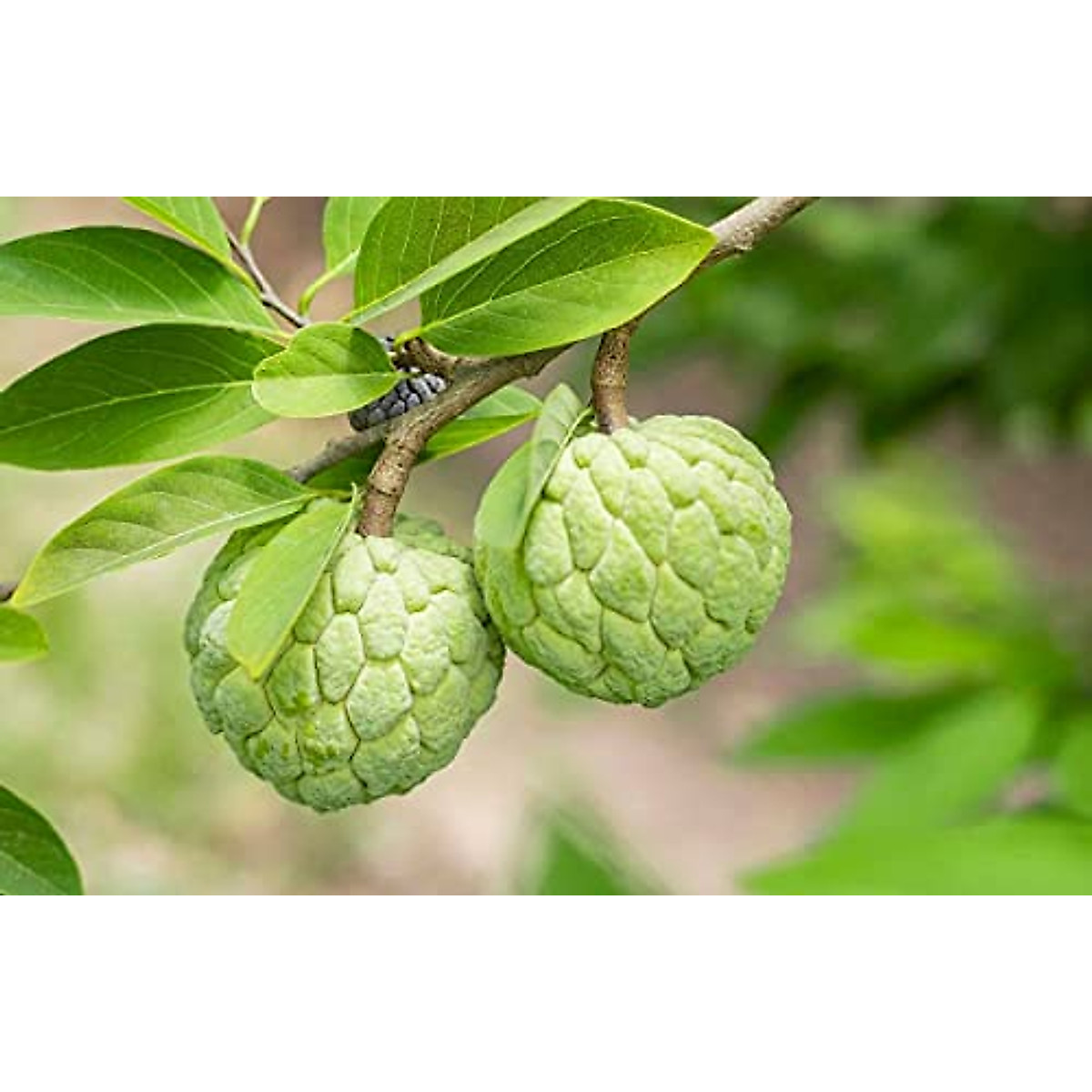 1 Sugar Apple Plant Live Fruits 8 Inc Tall for Planting Ornaments Perennial Garden Simple to Grow Pots Gifts