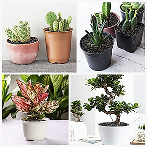 GASPRO 2.5lbs Lava Rocks for Plants, 1/5 Inch Black Gravel for Succulent, Cactus, Bonsai Tree, Pure Volcanic Rocks, Top-Dressing, Good Drainage