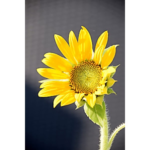 Dwarf Sunspot Sunflower Seeds for Planting, 25+ Flower Seeds Per Packet, (Isla's Garden Seeds), Non GMO & Heirloom Seeds, Botanical Name: Helianthus Annuus, Great Home Garden Gift