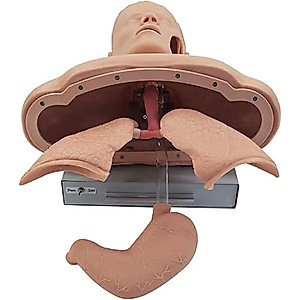 Oral Nasal Intubation Manikin, Advanced Human Tracheal Intubation Training Model Airway Management Practice Mold Teaching Instrument Demonstration Anatomical Structure
