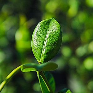 Perfect Plants Liquid Jasmine Fertilizer | 8oz. of Premium Concentrated Indoor Outdoor Jasmine Food | Use with Aromatic and Flowering Jasminum | Bloom Booster