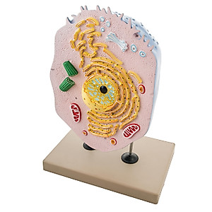 EISCO Plastic Animal Cell Electron Microscopic Structure, 3D Model