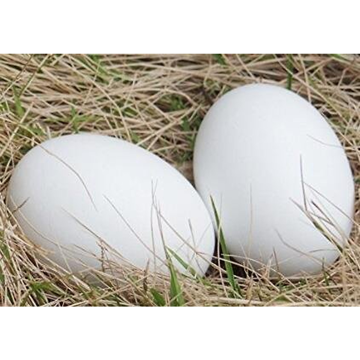 SallyFashion Wooden Fake Eggs,9 Pieces White Wooden Easter Egg Wood Eggs for Crafts Home Decor