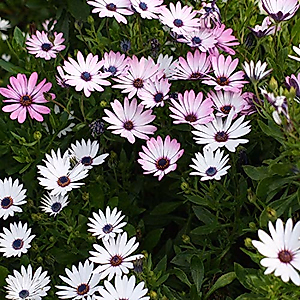 Outsidepride African Daisy Osteospermum Ecklonis Flower Seed Mix - 100 Seeds
