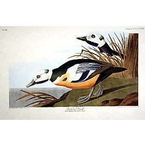 Western Duck. From"The Birds of America" (Amsterdam Edition)