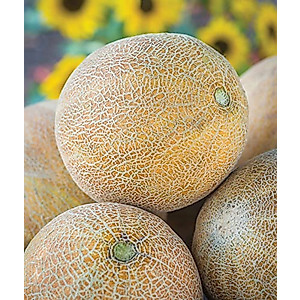 Burpee Ambrosia Cantaloupe Melon Seeds 30 seeds