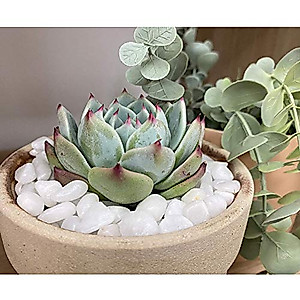 SAROSORA Pebbles River Rocks,White Stones - 1.8LB Decorative Polished Jade Pebbles Garden Decor for Plants, Aquarium, Bonsai,Vase(1.8, White)