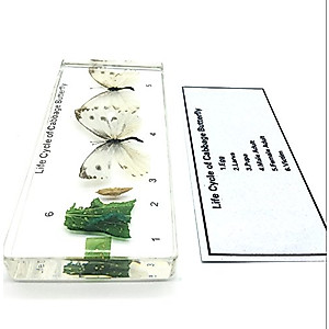 Lifecycle of a Cabbage Butterfly Paperweight Science Classroom Specimens for Science Education