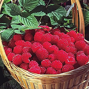 GreenWOW 200+ Red Raspberry Seeds - Non-GMO&Heirloom Organic Friut for Planting Home Garden/Outdoor