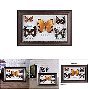 ZPSHYD Butterflies Insect Specimen Ornament, Butterflies Specimen Craft Gift Butterflies Insect Art Specimen for Home Decorate Ornament(Black)