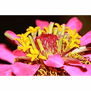 1200 Zinnia Seeds, Flower Seeds for Planting Outdoors, Zinnia Seeds Bulk Giving You The Zinnia Flowers You Need, Zinnia Elegans, 10 Grams, Non-GMO