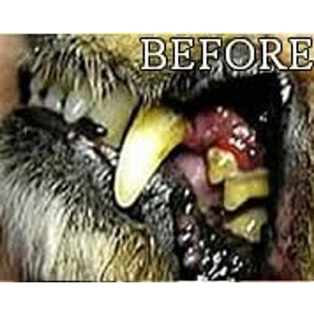 Plaque Attack Gel with Wild Salmon Oil. As Seen On TV Pet Dental, Don't Mess with Harsh Chemicals in Your pet's Food or Water, Simply Swipe on Teeth and Your pet's Teeth and Gums Will Improve.