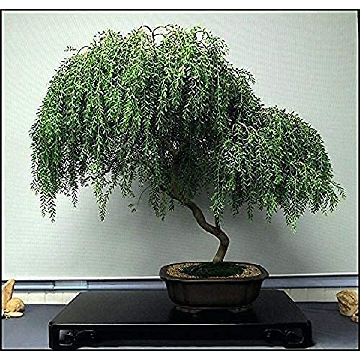 MITRAEE 100 Pcs Bonsai Dwarf Weeping Willow Tree - Thick Trunk Cutting - Indoor/Outdoor Live Bonsai Tree - Old Mature Look Fast
