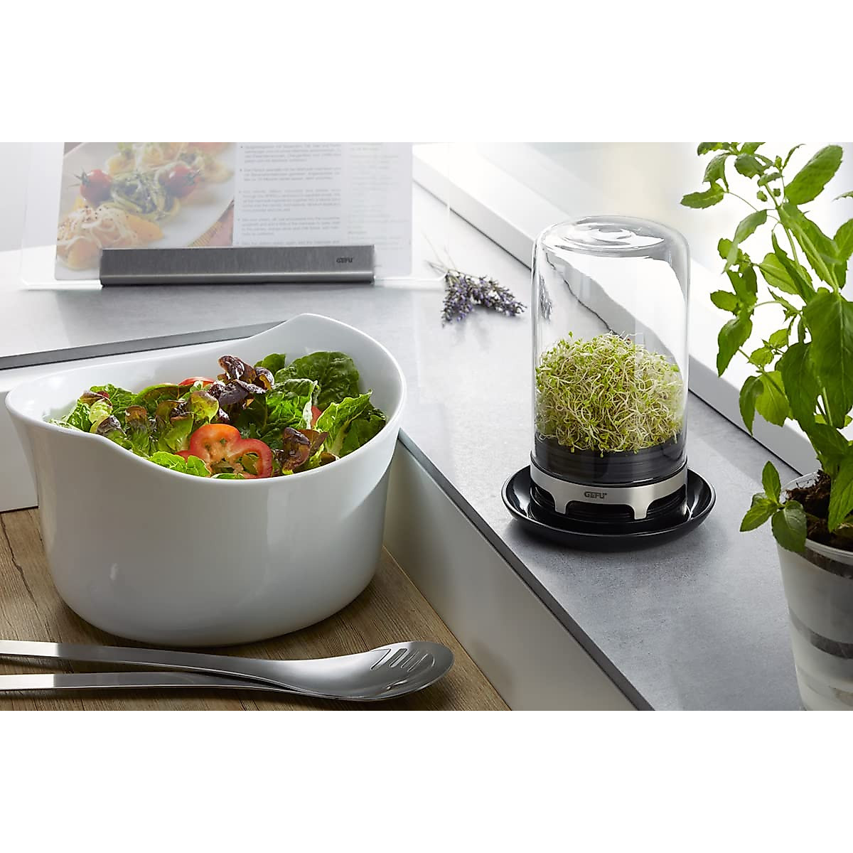 SPROUTING JAR (Black)