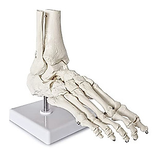 NEW HORIZON Medical Models Life Size Foot and Ankle Model