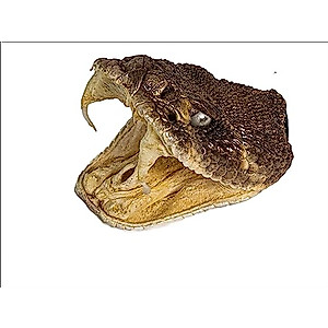 Chichester Inc Extra Large Real Rattlesnake Head : Open Mouth