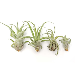Medium Air Plants Streptophylla - Live Tillandsia Succulent House Plants - Available in Wholesale and Bulk - Home and Garden Decor - Easy Care Indoor and Outdoor Plants (Pack of 1)