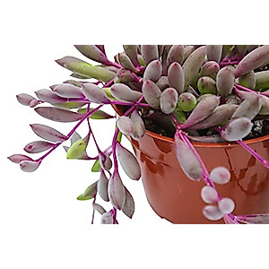 Live Succulent 4" Othonna Capensis Ruby Necklace, Succulents Plants Live, Succulent Plants Fully Rooted, House Plant for Home Office Decoration, DIY Projects, Party Favor Gift by The Succulent Cult