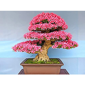 Flowering Bonsai Tree Seeds - Judas Tree (Cercis siliquastrum) | 20 Seeds | Flowering Tree Prized for Bonsai