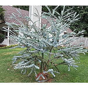 25+ Silver Drop Eucalyptus Seeds - Made in USA. Ships from Iowa. Great as Bonsai or Clip Branches for Floral Arrangements