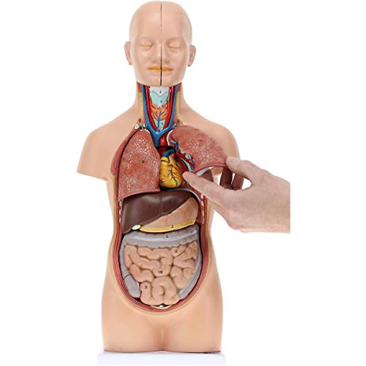 Axis Scientific 12-Part Unisex Mini Torso Anatomy Teaching Model, Includes Teaching Booklet