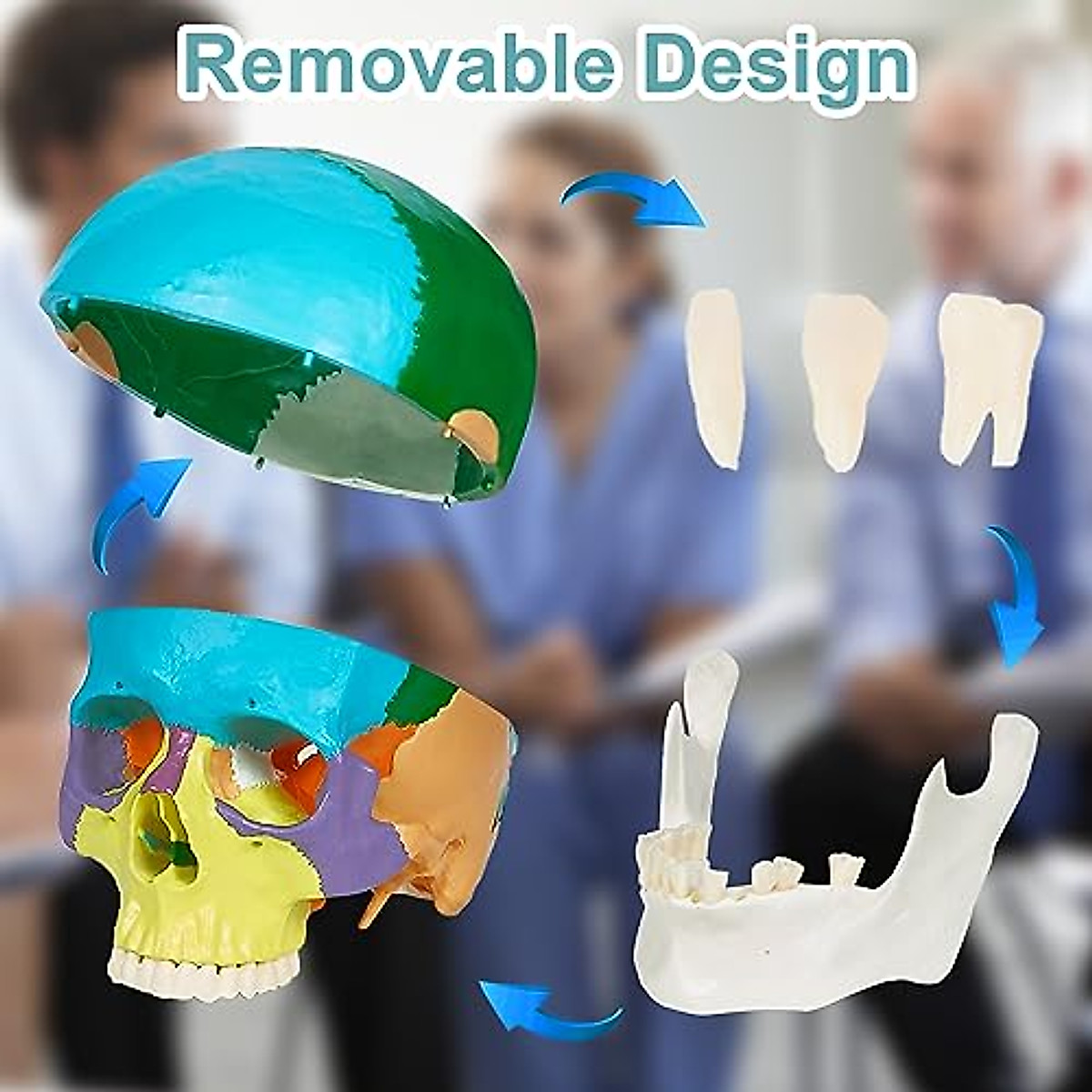 breesky Anatomy Skull Model of Medical: 3-Parts Colored Removable Anatomy Skull Model - Mini Human Skull Anatomical Model for Medical Research.