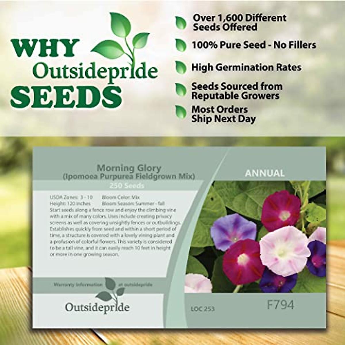 Outsidepride Ipomoea Purpurea Morning Glory Fieldgrown Climbing, Vining, Trailing Plants for Arbors, Trellises - 250 Seeds