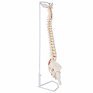 Axis Scientific Painted Flexible Spine Model, 36" Life Size Spinal Cord Anatomy Model Demonstrates Muscle Origins,Insertion Points,Vertebrae, Nerves, Arteries, Lumbar Column, Includes Stand