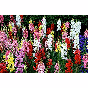 Snapdragon Seed Mix for Planting Dragon Flowers Lion's Mouth Low Height About 1000 Seeds