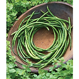 Burpee Yardlong Asparagus Pole Bean Seeds 1 ounces of seed