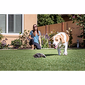 Wild Eats Water Buffalo Horn Dog Chews (All Natural, Single Source Protein, Grain Free Dog Treat, Dog Chews for Power Chewers) 2 Pack Small