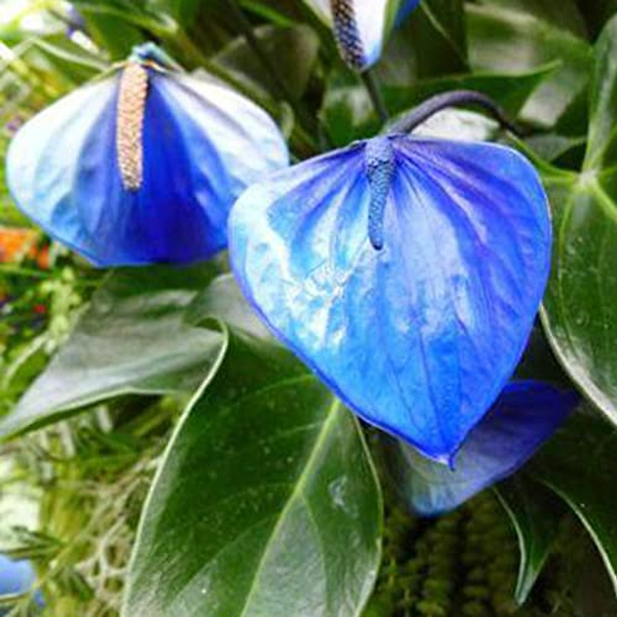 QAUZUY GARDEN 100 Seeds Blue Anthurium-Tailflower Flamingo Laceleaf Flower Seeds Tropical  Exotic Plant Purify Indoor Air Velvet Cardboard Easy to Grow & Maintain