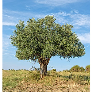Olive Tree Seeds for Planting | 25 Seeds | Olea europaea